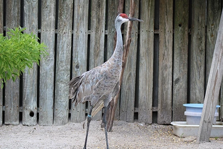 Things To Do - Seaside Seabird Sanctuary
